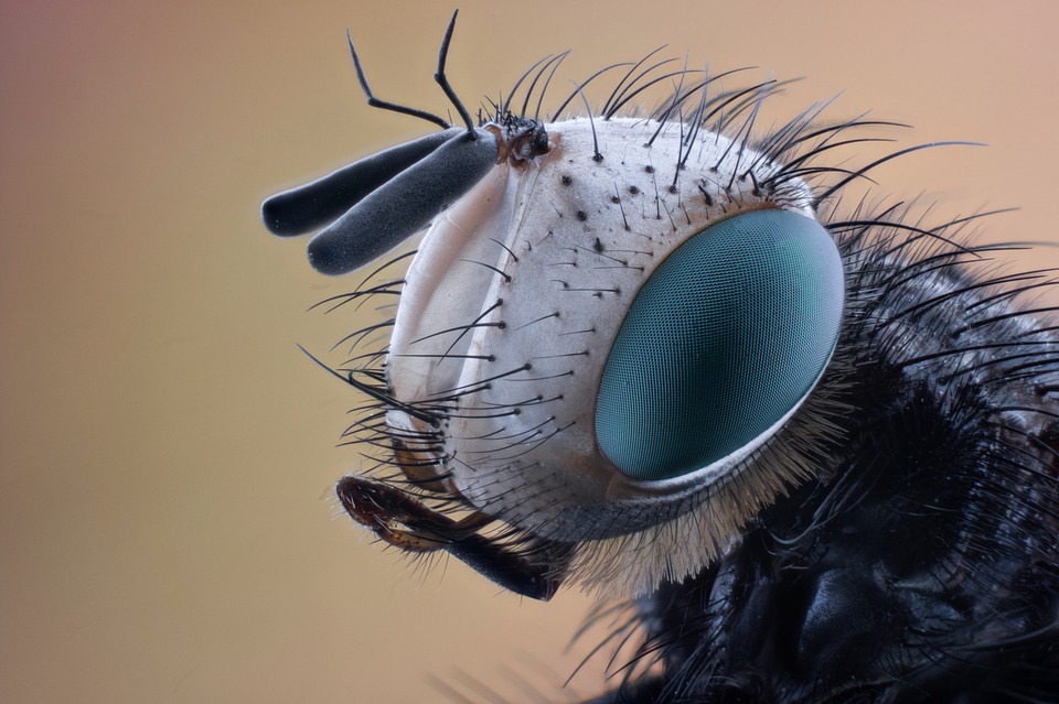 How To Control Pest Hotspots Around The Home - A Happy Hippy Mom